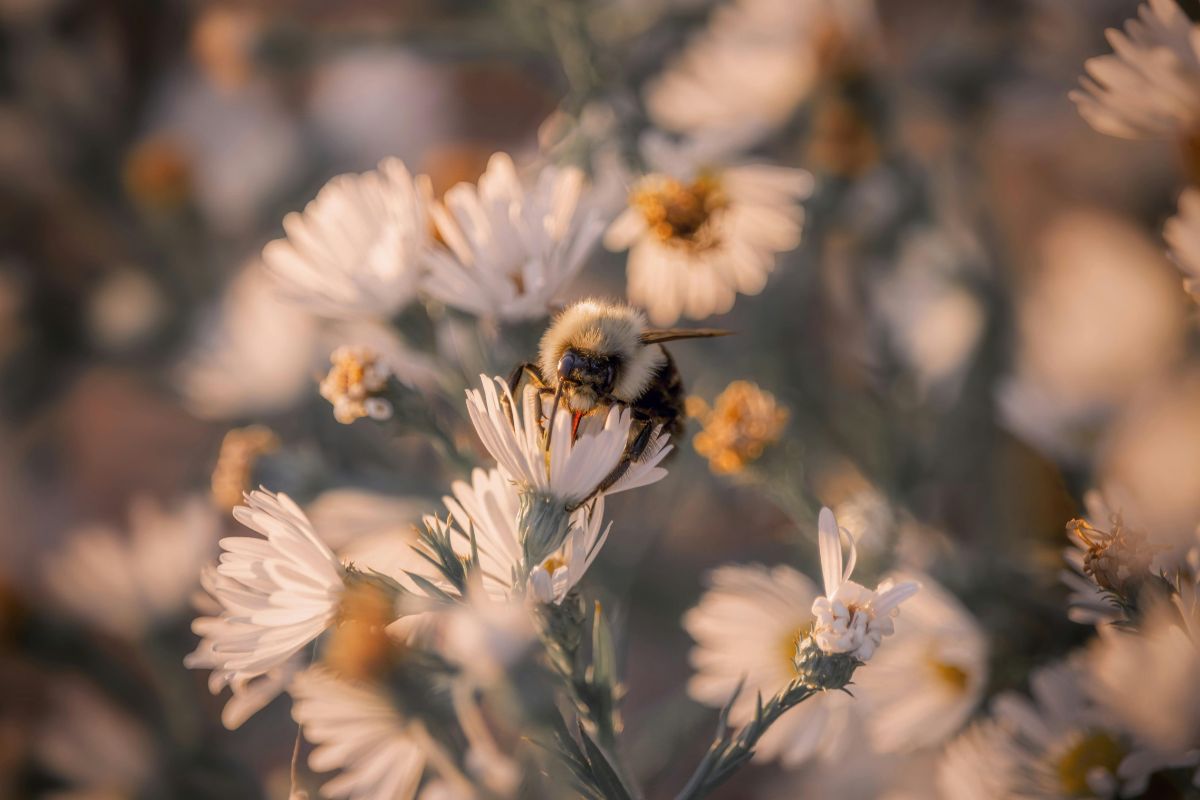 Hornet Incursion: Potential Apocalypse - Food + Beverage Technology