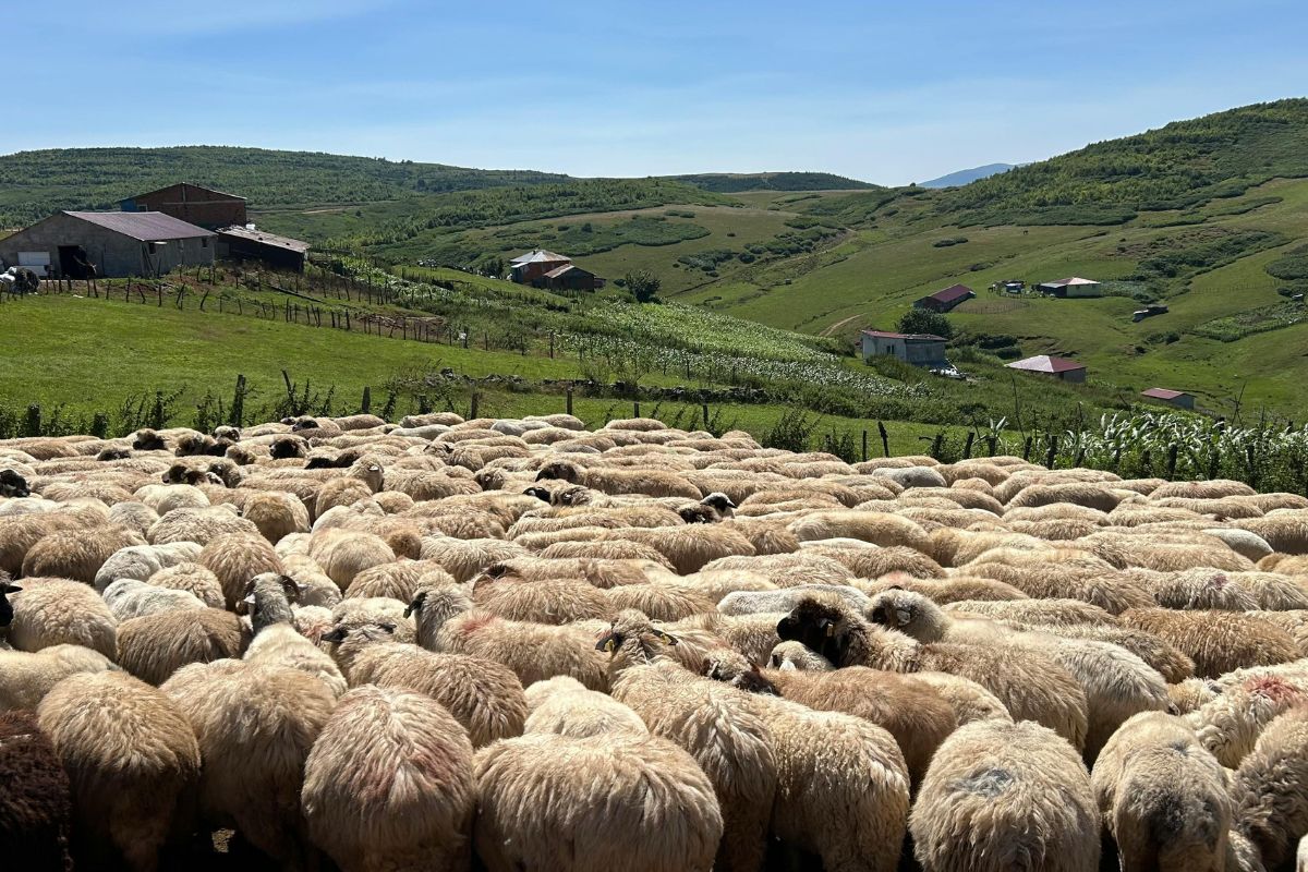New Era for Strong Wool Exports - Food + Beverage Technology